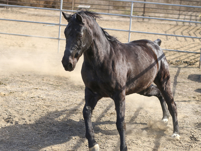 Hoofpick | ASPCA Right Horse Adoptable Horse of the Week: Morena