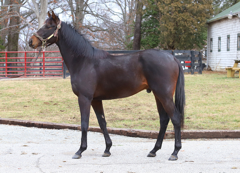 Hoofpick | ASPCA Right Horse Adoptable Horse of the Week: Whenelephantsfly