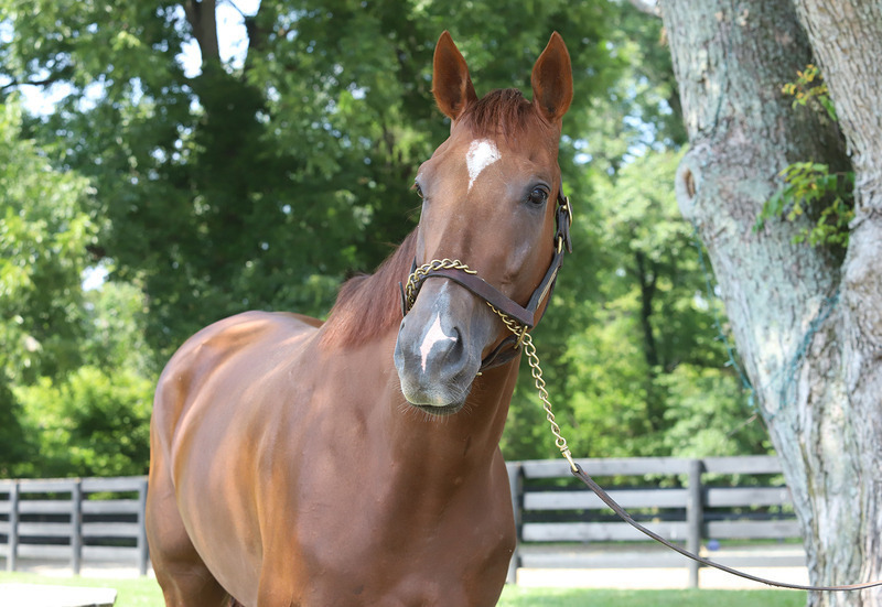 Hoofpick | ASPCA Right Horse Adoptable Horse of the Week: Aloha Makuakane
