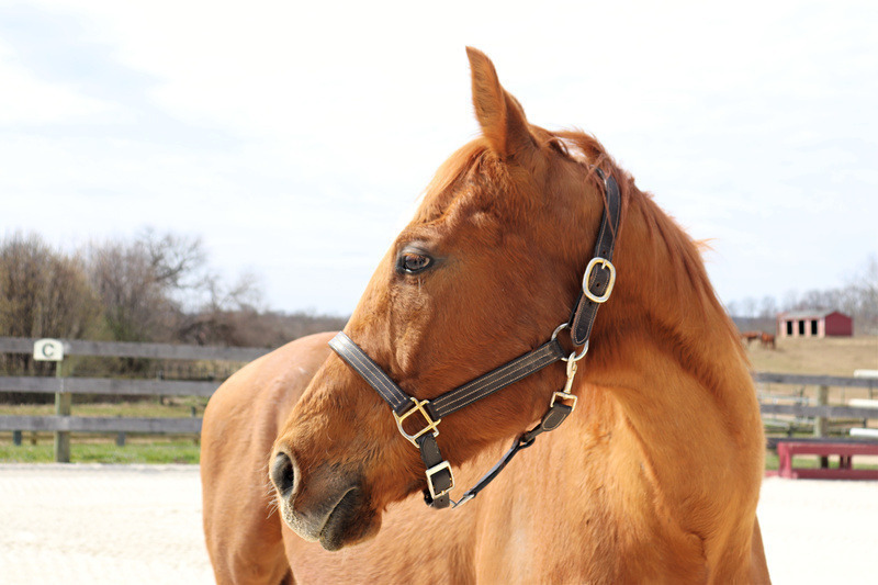 Hoofpick | ASPCA Right Horse Adoptable Horse of the Week: Yumi