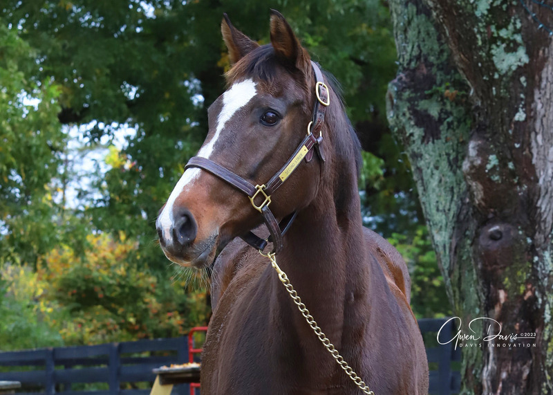 Hoofpick | ASPCA Right Horse Adoptable Horse of the Week: Ten Lil Indians