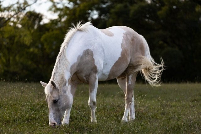Hoofpick | ASPCA’s Right Horse Adoptable Horse: Bo