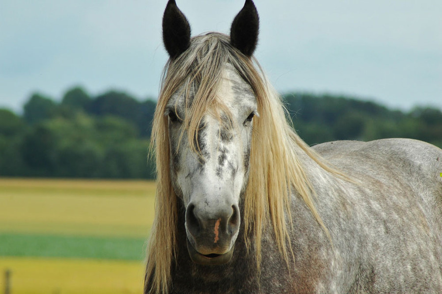 Hoofpick | 10 Fun Facts About Gray Horses