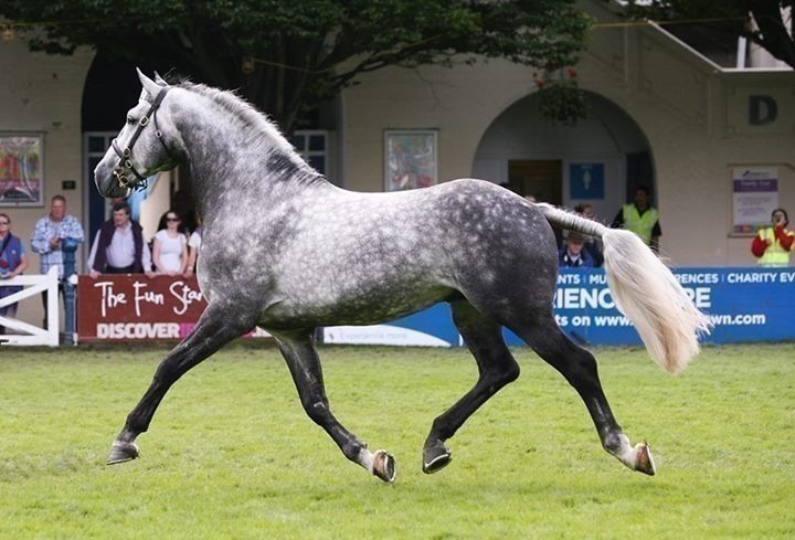 Hoofpick | Cappa Stud