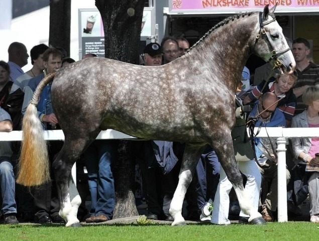 Hoofpick | Cappa Stud