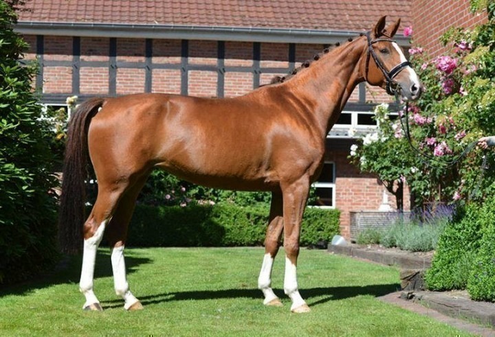 Hoofpick | German Horse Center